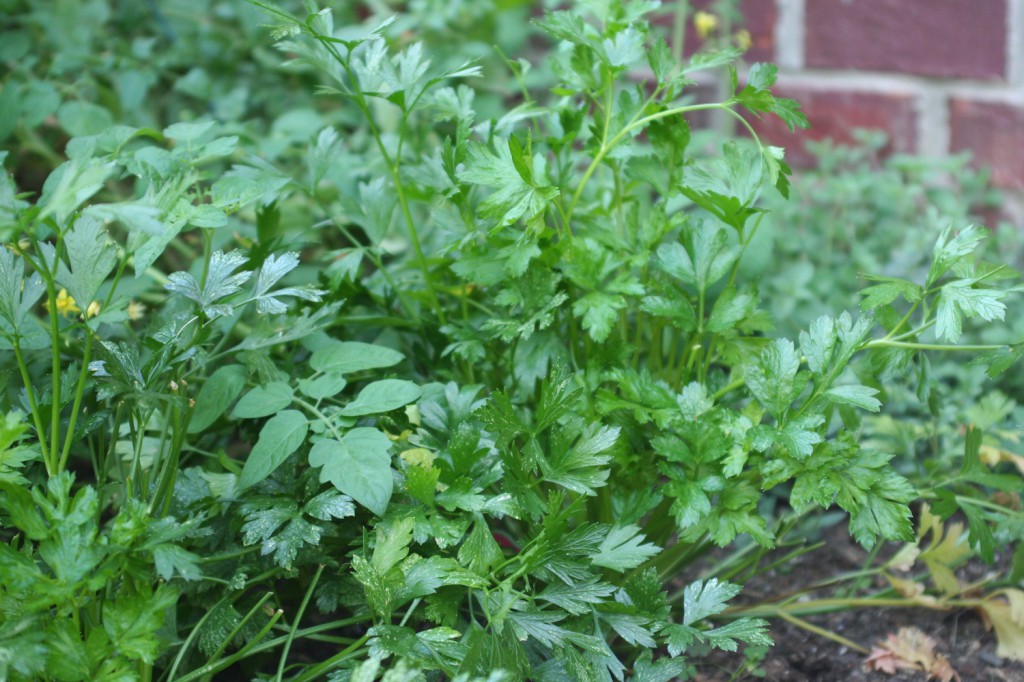 How to Harvest and Flash Freeze Herbs - Faithful Provisions